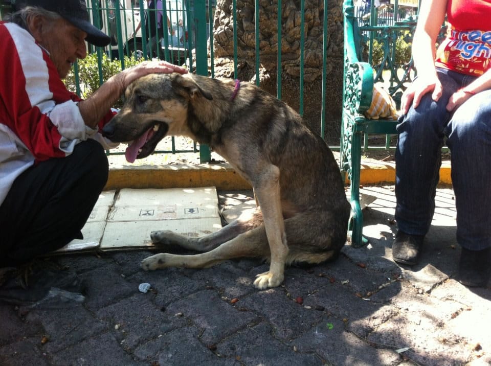 Ayudemos a pokar un canino en desgracia - Artes9